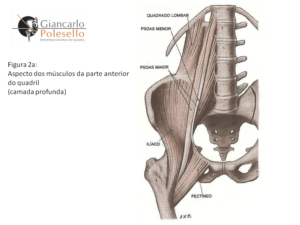 Anatomia Do Quadril Músculos - RETOEDU