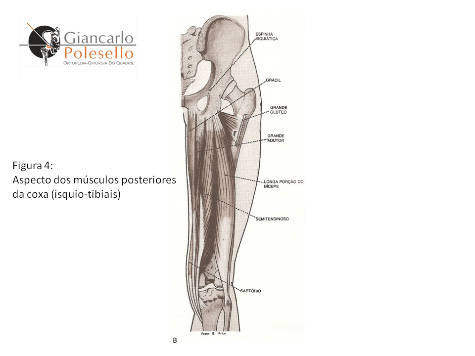 músculos importantes do quadril